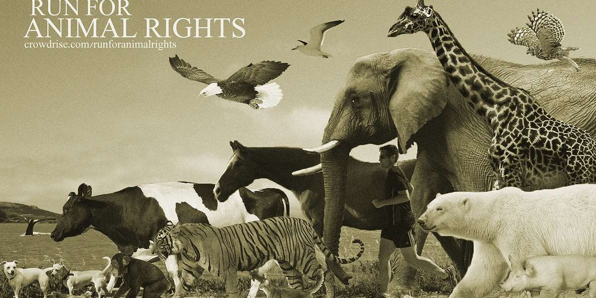 Running the San Francisco Marathon Twice for Animal Rights. - The Dodo