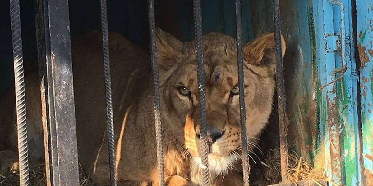 Lions Pacing Inside Abandoned Zoo Are So Stressed It's Surreal - The Dodo