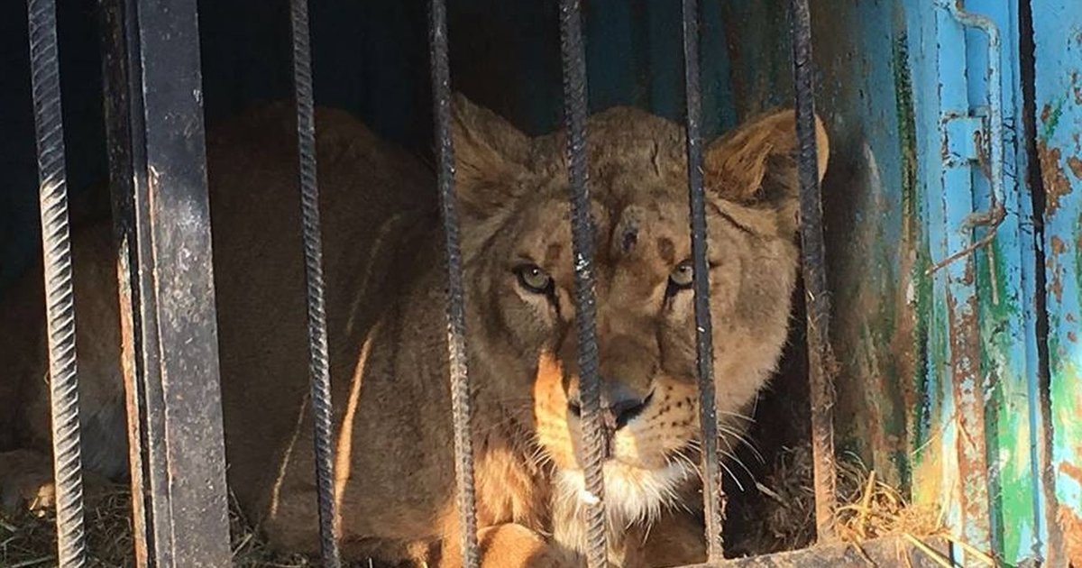 Lions Pacing Inside Abandoned Zoo Are So Stressed It's Surreal - The Dodo