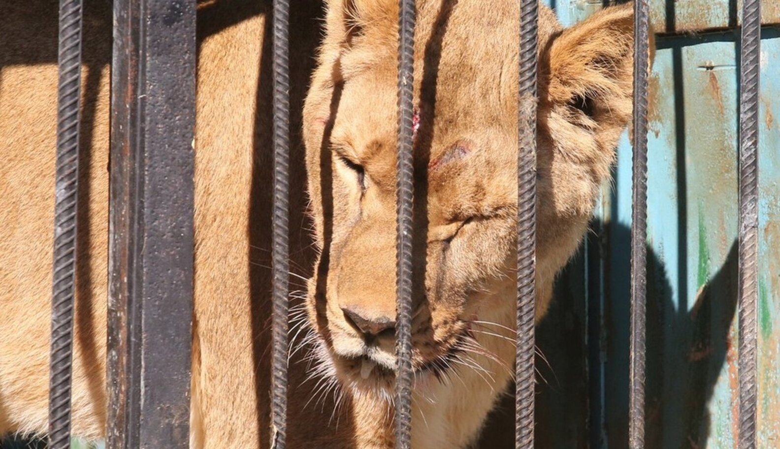 Lions Pacing Inside Abandoned Zoo Are So Stressed It's Surreal - The Dodo