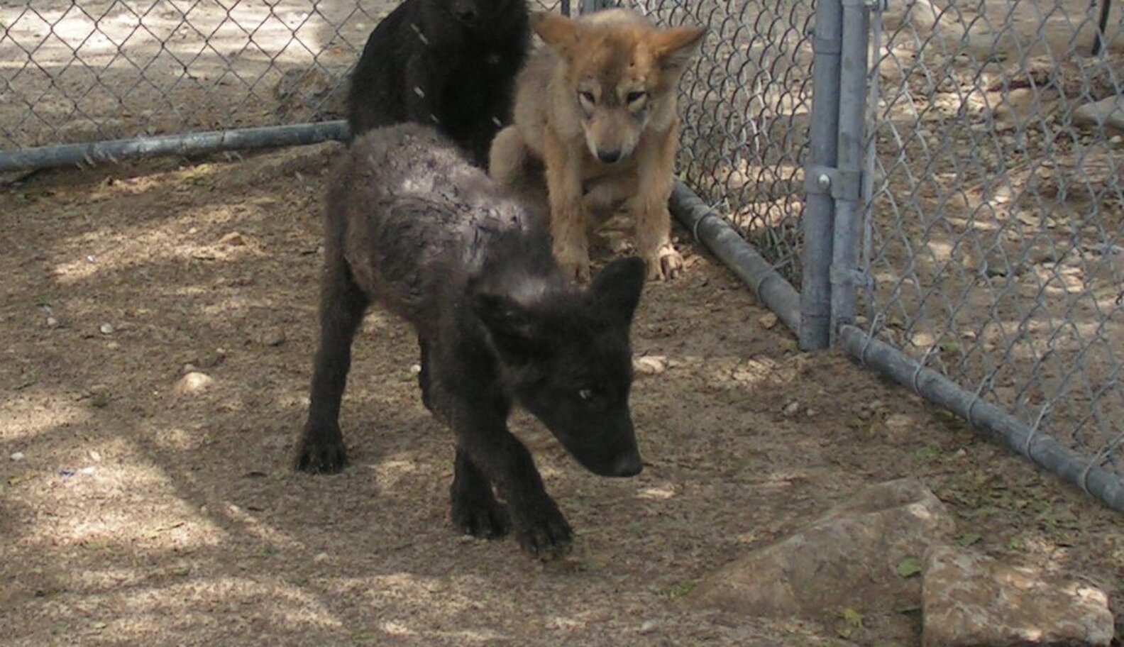 12 Years Ago, Wolf Breeder Left These 'Runts' To Die - The Dodo