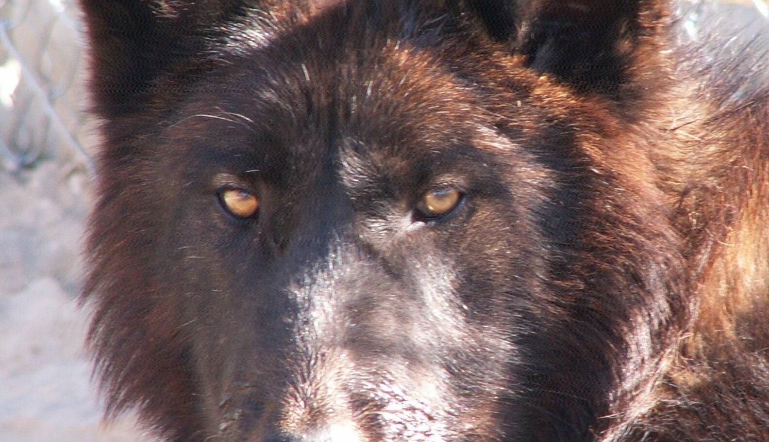 12 Years Ago, Wolf Breeder Left These 'Runts' To Die - The Dodo