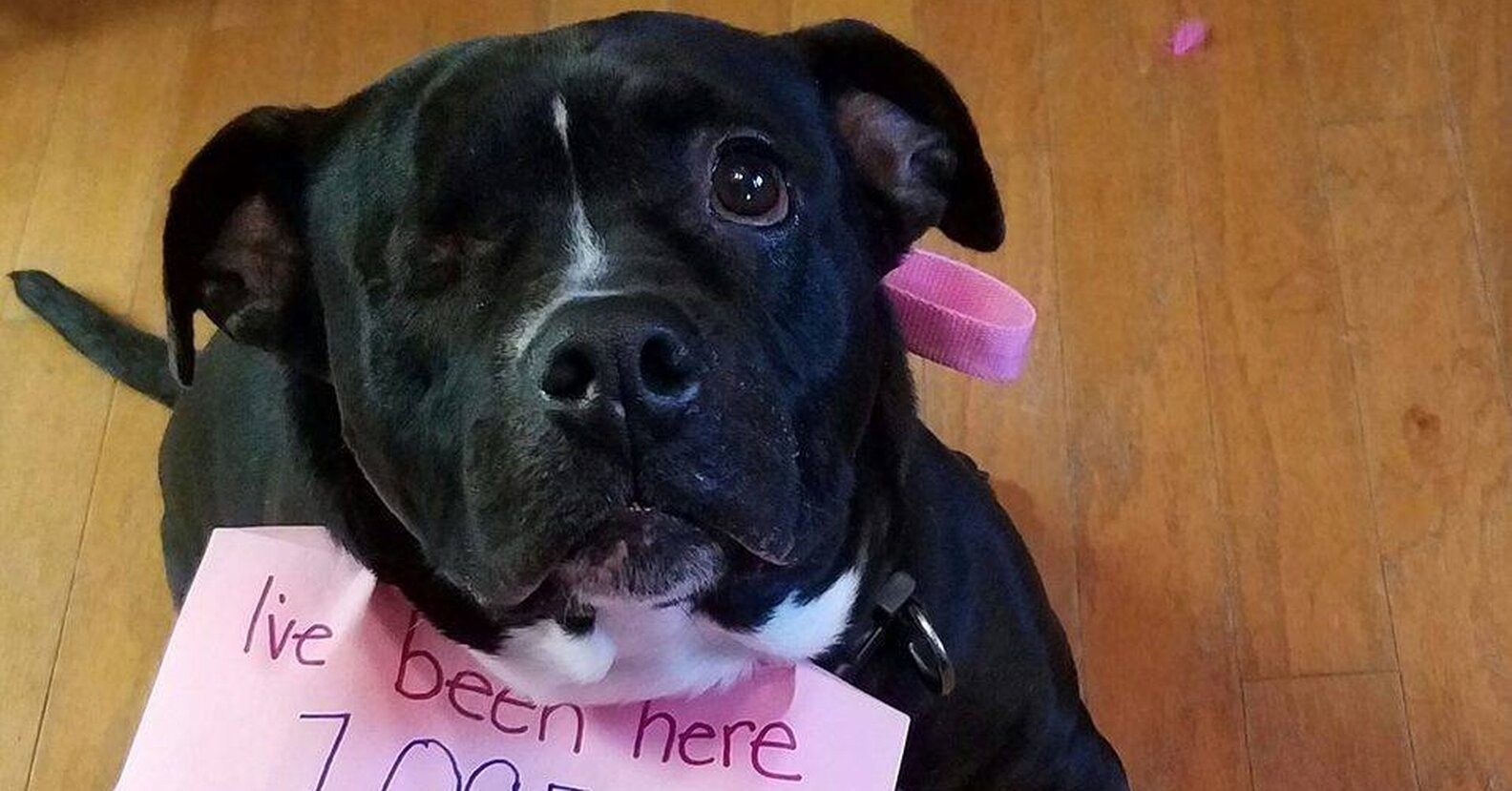 One-Eyed, Deaf Pit Bull Has Spent More Than Half Her Life In A Shelter ...