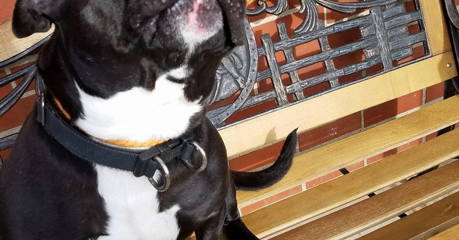 One-Eyed, Deaf Pit Bull Has Spent More Than Half Her Life In A Shelter ...
