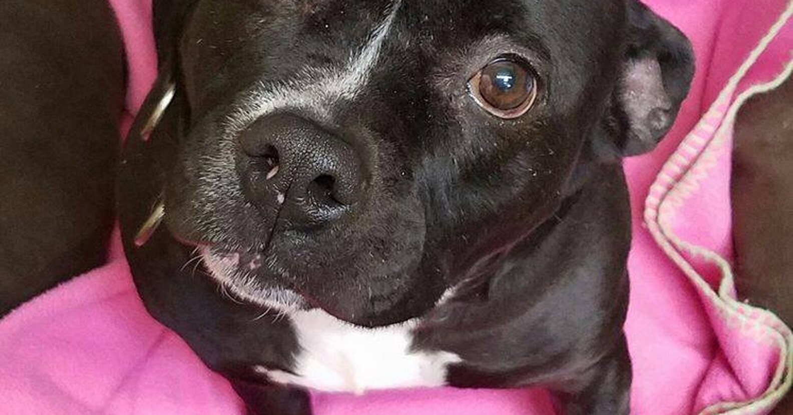One-Eyed, Deaf Pit Bull Has Spent More Than Half Her Life In A Shelter ...