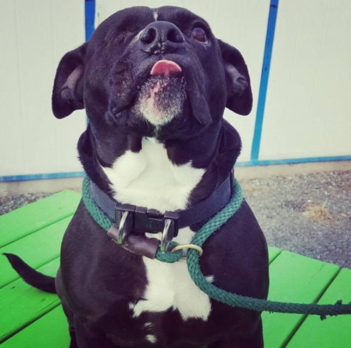 One-Eyed, Deaf Pit Bull Has Spent More Than Half Her Life In A Shelter ...
