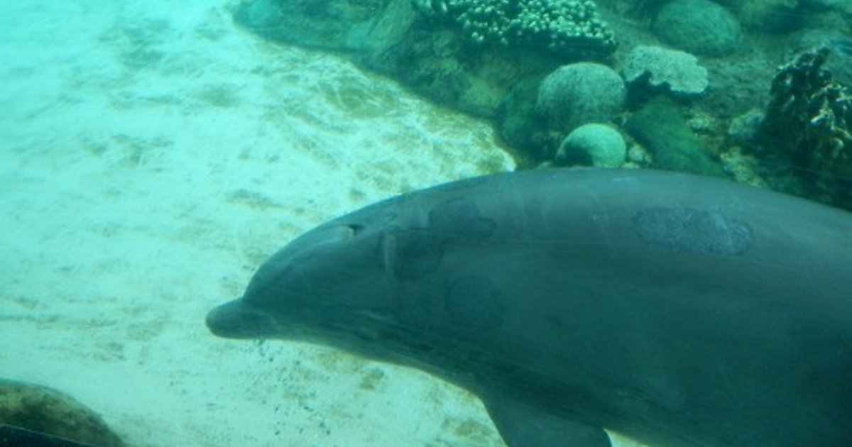 Stress-Induced Lesions Seen On SeaWorld's Captive Dolphins - The Dodo