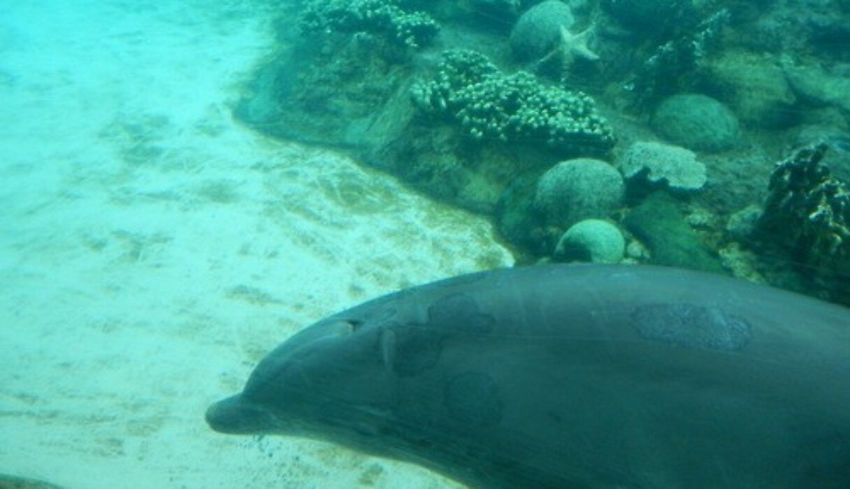 Stress-Induced Lesions Seen On SeaWorld's Captive Dolphins - The Dodo