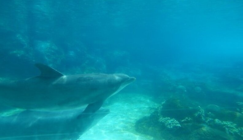Stress-Induced Lesions Seen On SeaWorld's Captive Dolphins - The Dodo