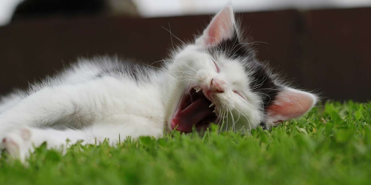 9 Of The Cutest Yawns You Will Ever See - The Dodo