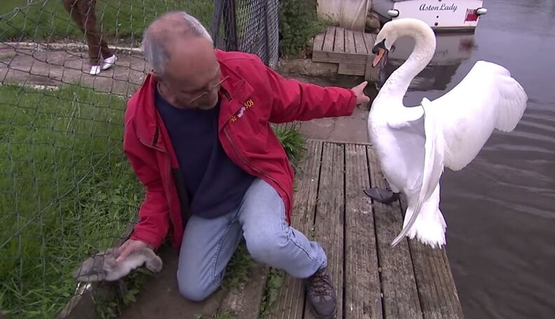 Protective Papa Swan Gets ‘Hands On’ With Baby Rescue - The Dodo