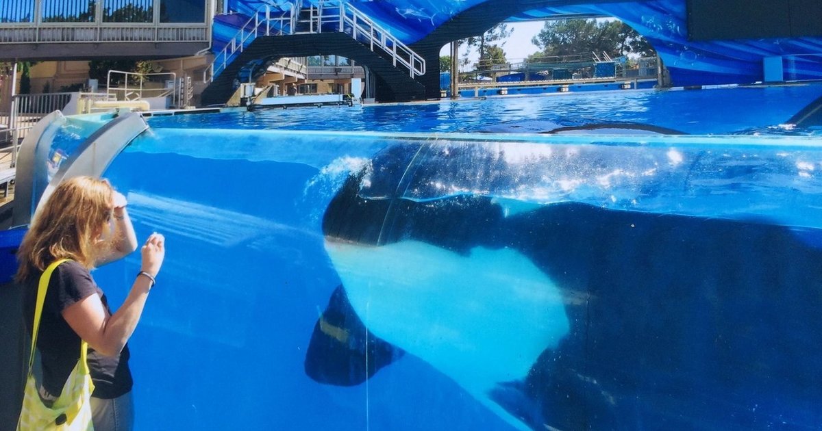 These Are The Last Orcas To Ever Live In SeaWorld Tanks - The Dodo