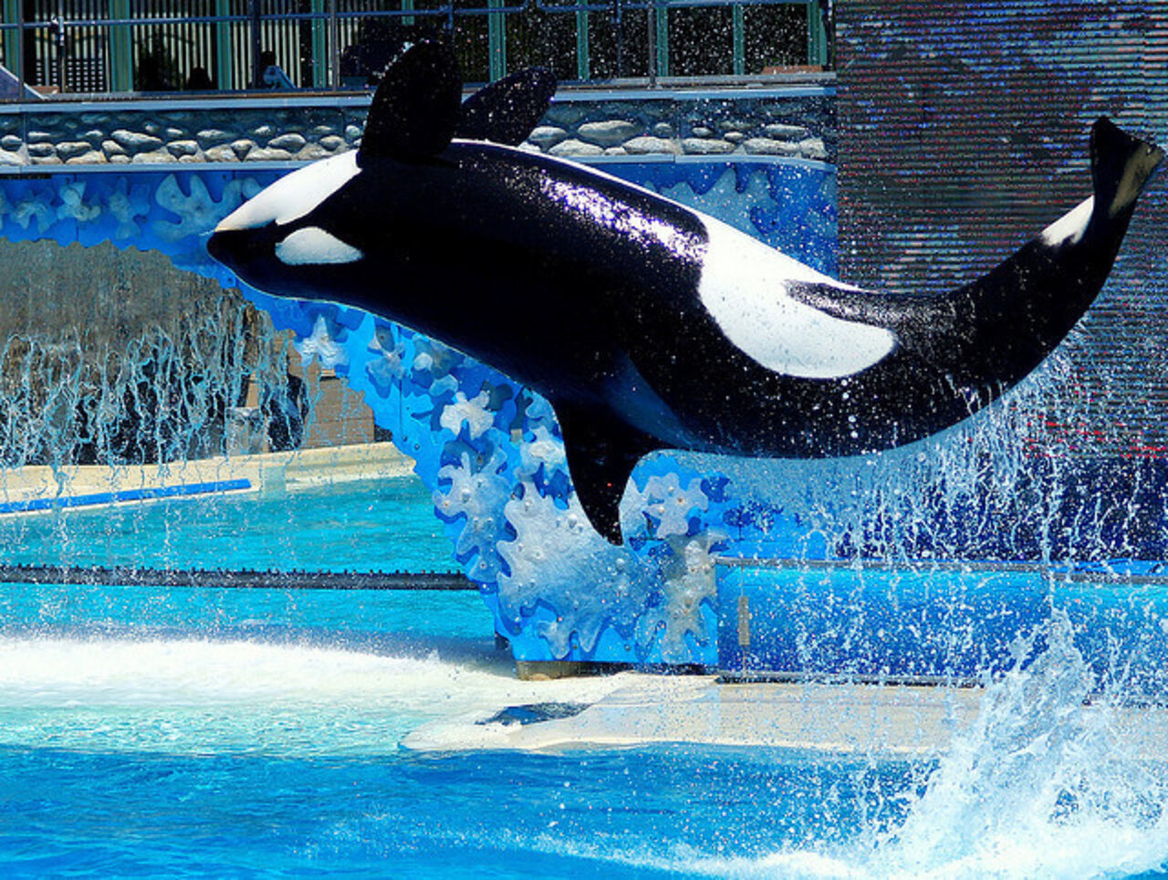 These Are The Last Orcas To Ever Live In SeaWorld Tanks - The Dodo