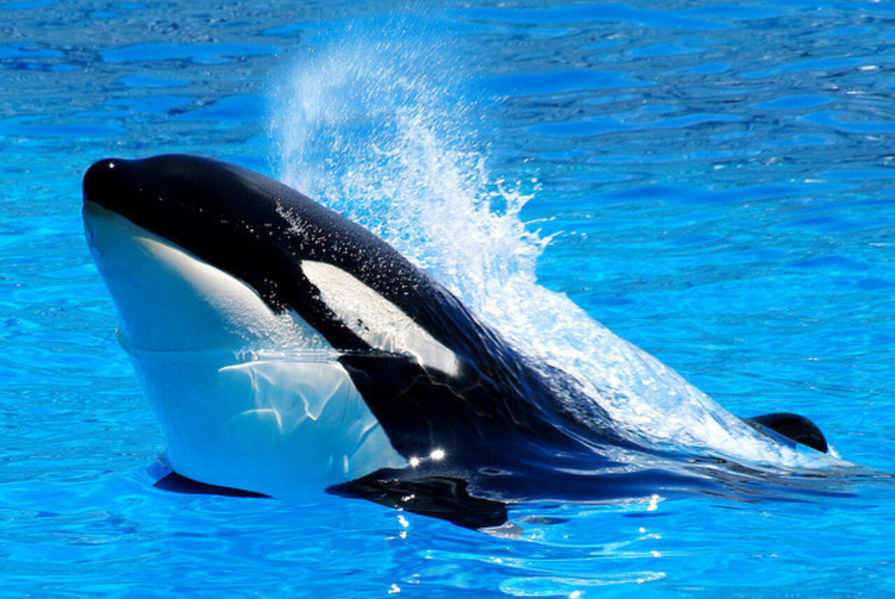These Are The Last Orcas To Ever Live In SeaWorld Tanks - The Dodo