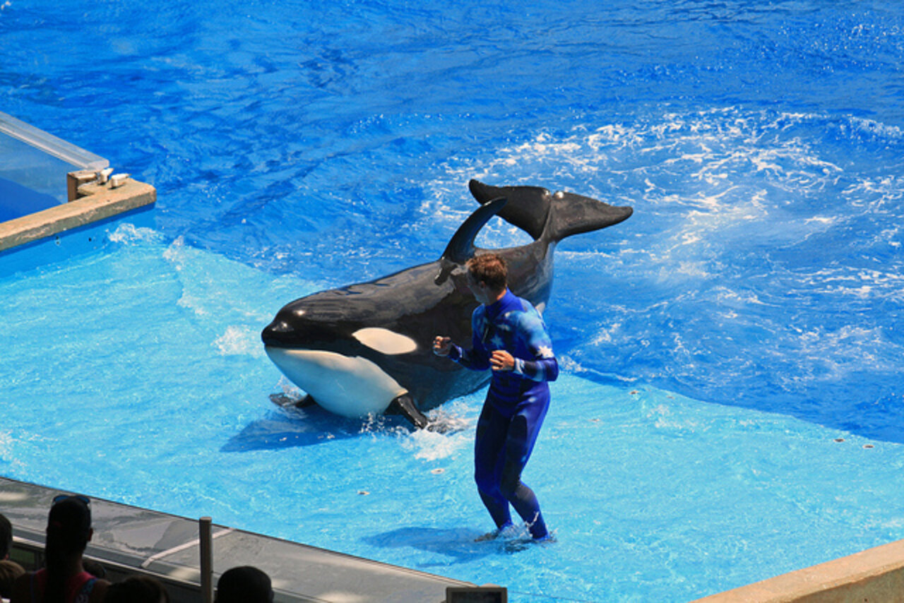 These Are The Last Orcas To Ever Live In SeaWorld Tanks - The Dodo
