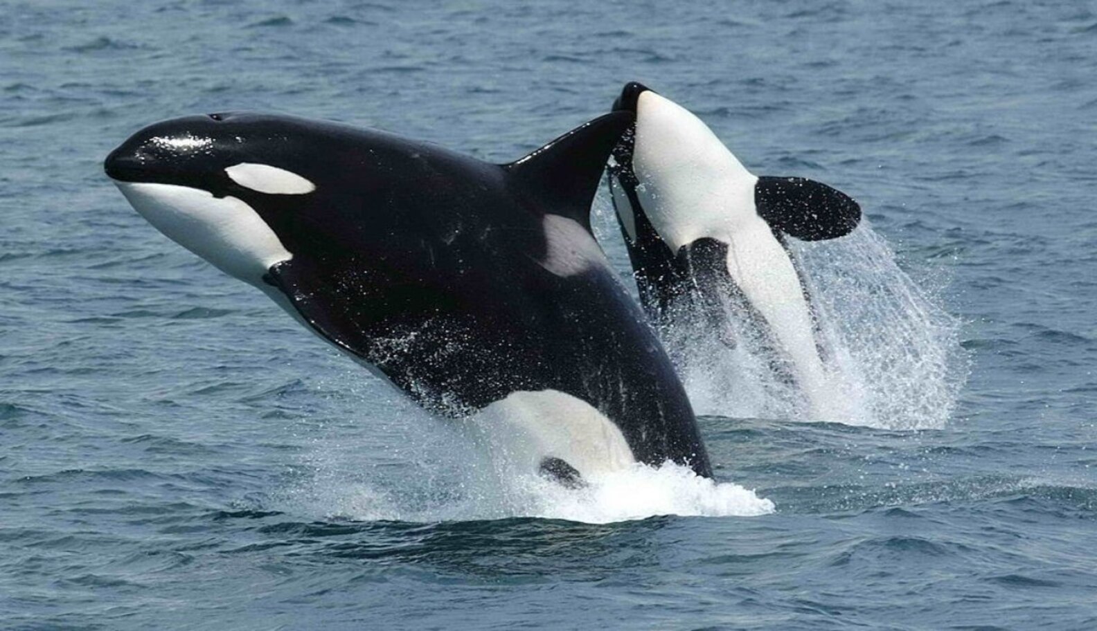 Russia Just Captured 2 Wild Orcas For Captivity - The Dodo