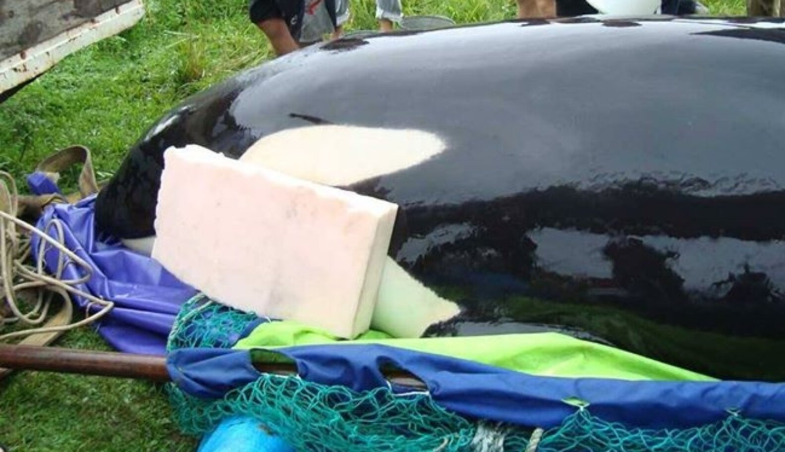 Russia Just Captured 2 Wild Orcas For Captivity - The Dodo