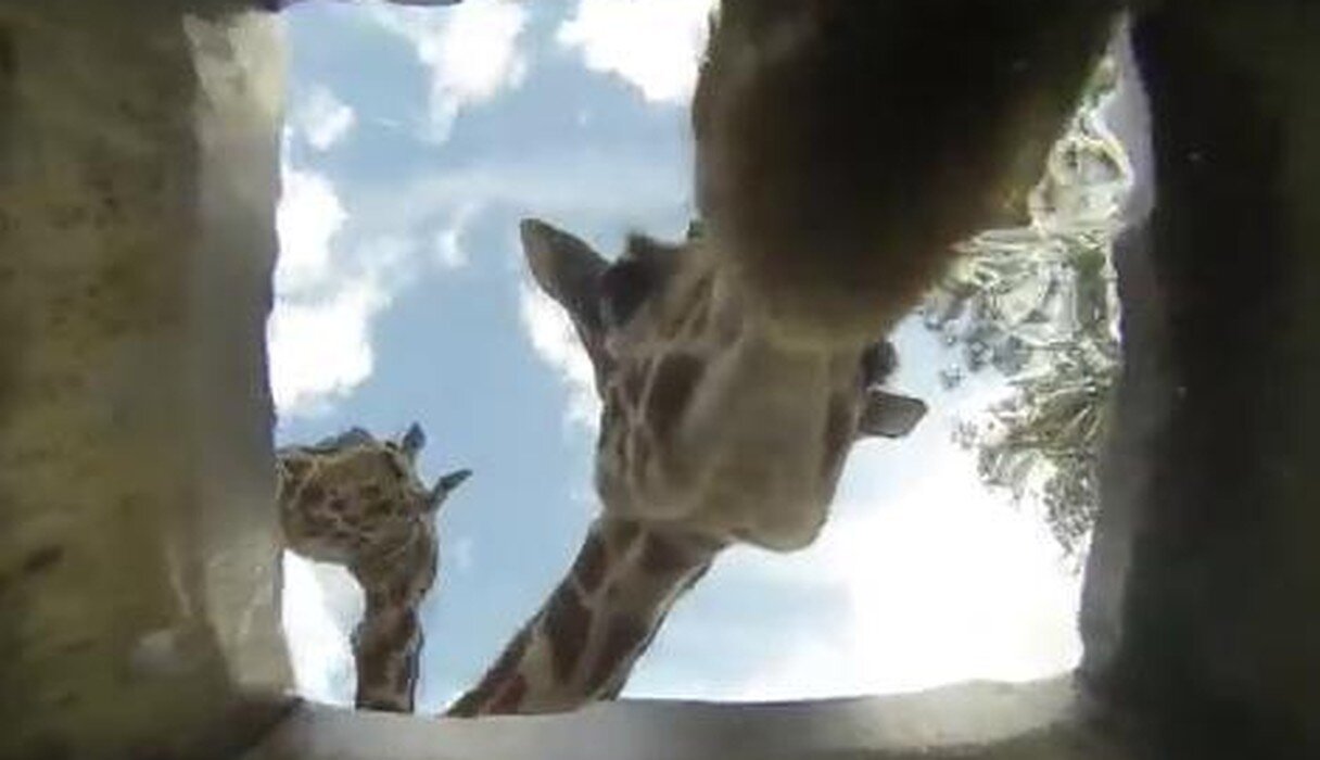 Giraffe Drinking Water Gif