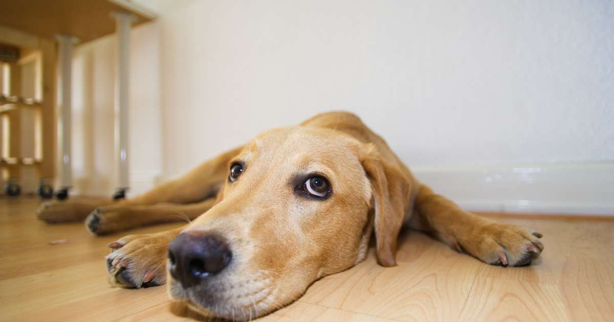 How To Tell If Your Dog Is Bored - The Dodo
