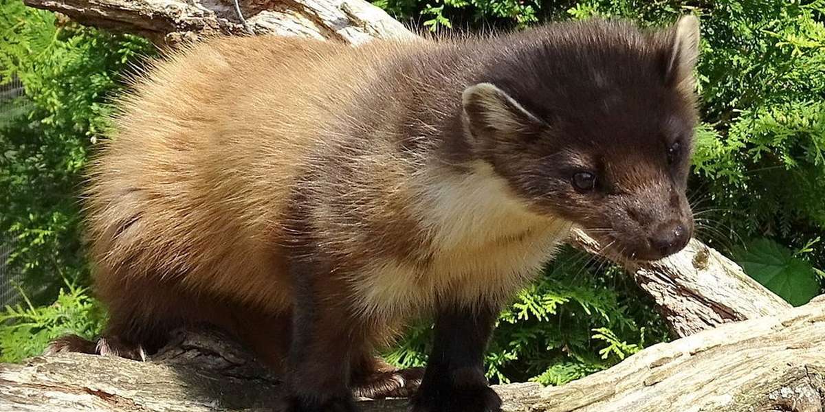 Helpful Tips For Welcoming Wildlife To Your Garden - The Dodo