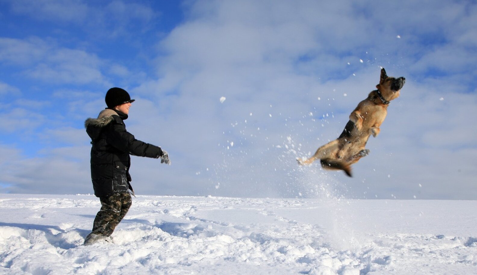 How To Tell If Your Dog Is Bored - The Dodo