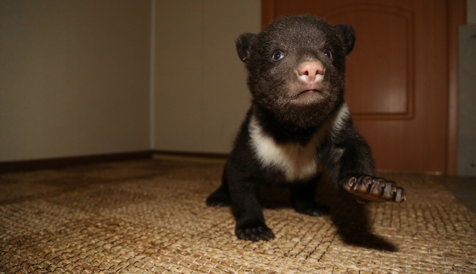 These Might Just Be The Littlest Bears You’ve Ever Seen - The Dodo