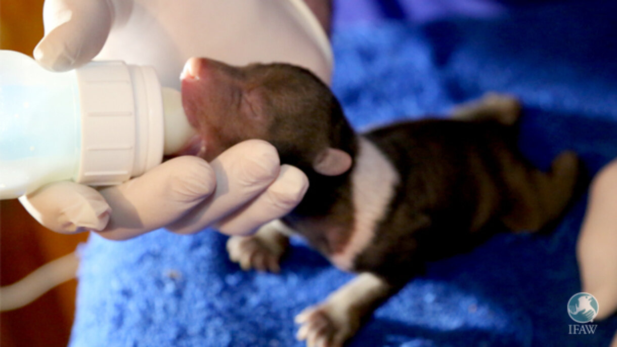 These Might Just Be The Littlest Bears You’ve Ever Seen - The Dodo