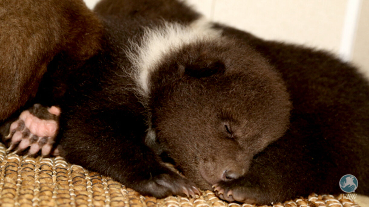 These Might Just Be The Littlest Bears You’ve Ever Seen - The Dodo