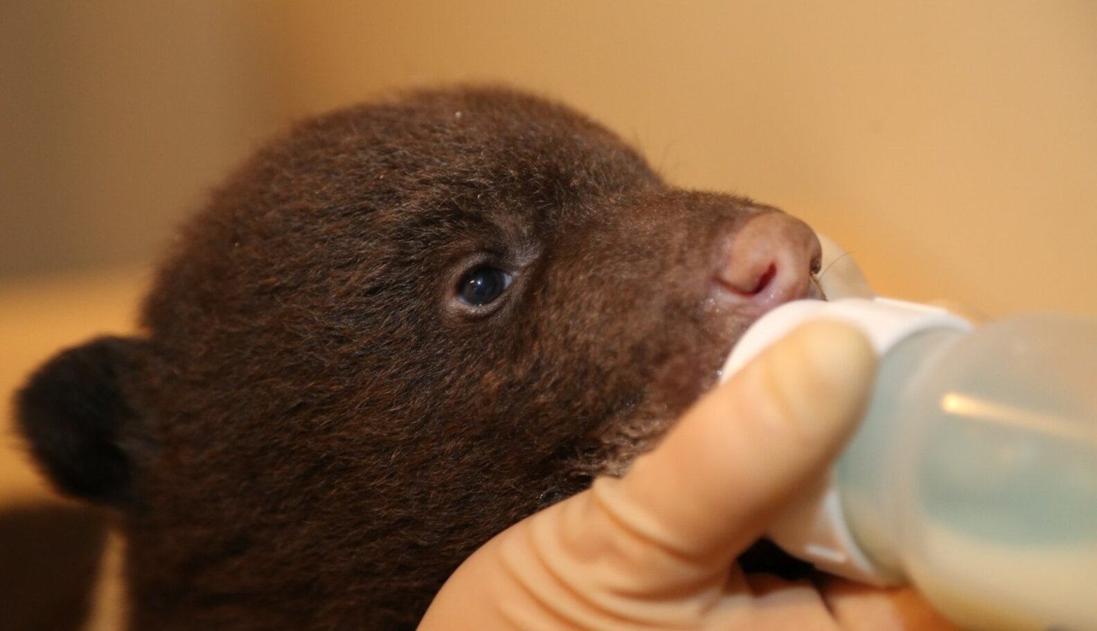 These Might Just Be The Littlest Bears You’ve Ever Seen - The Dodo