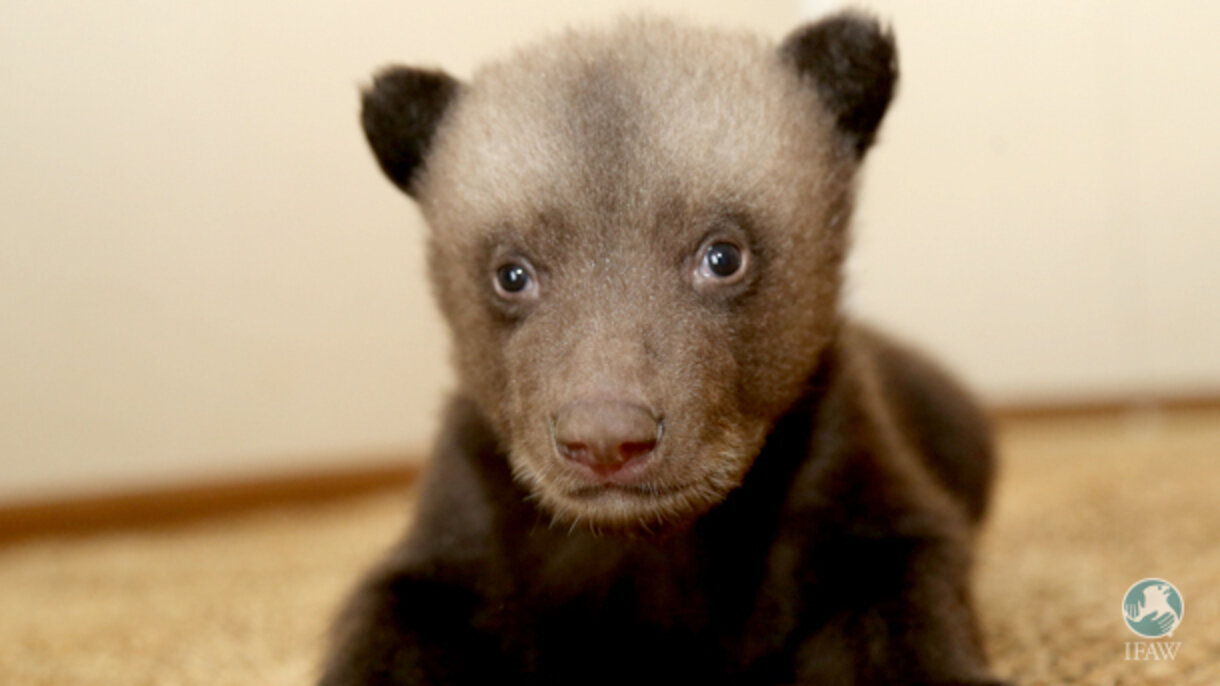 These Might Just Be The Littlest Bears You’ve Ever Seen - The Dodo