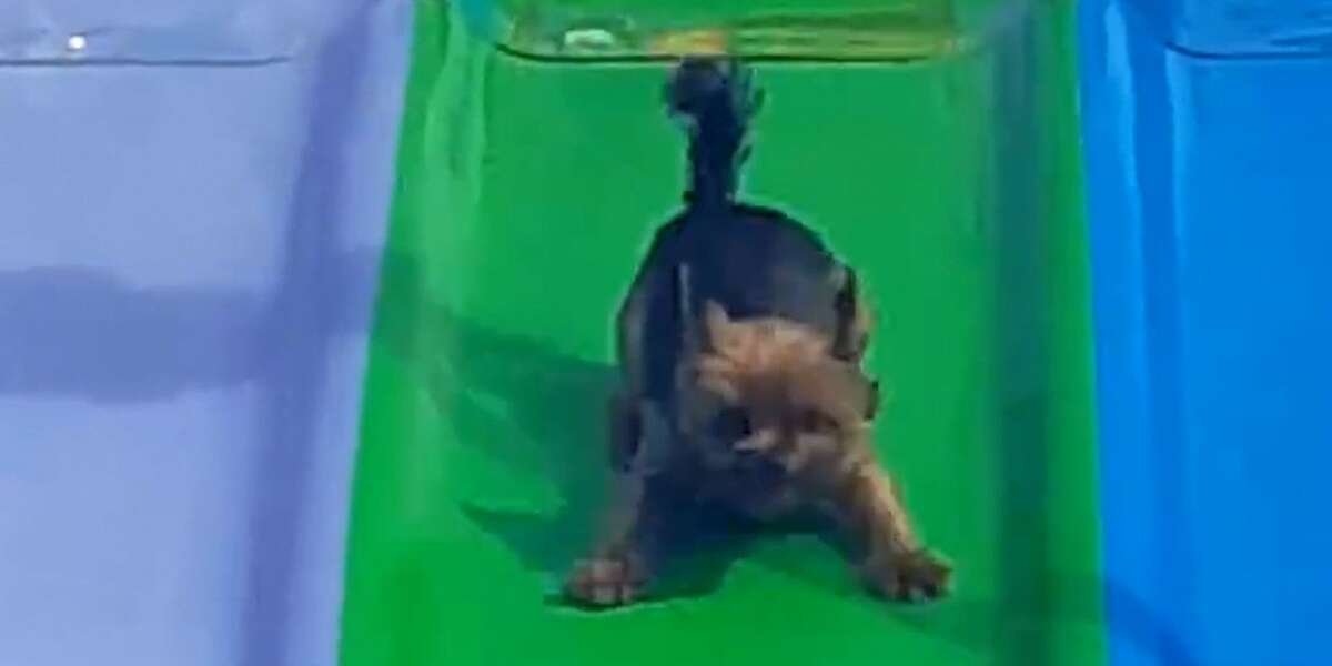 Dog Really, Really Loves Her Slide - The Dodo