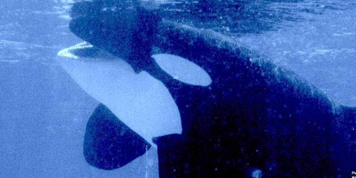 What Has SeaWorld Done To Kayla The Killer Whale? - The Dodo