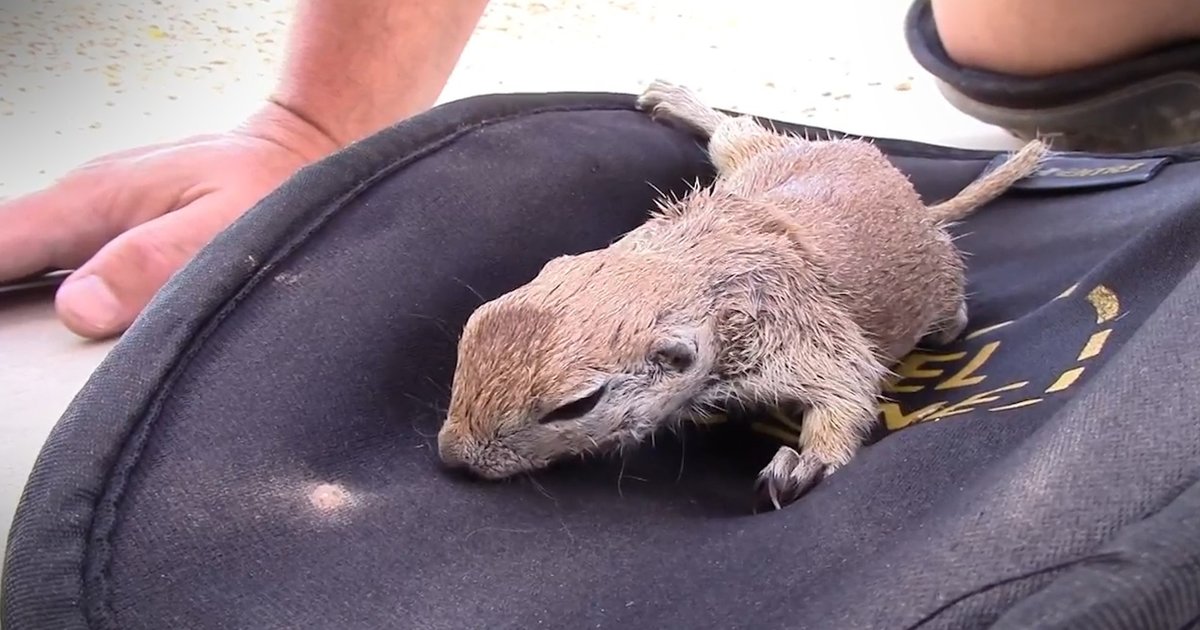 Guy Saves Drowning Prairie Dog - The Dodo