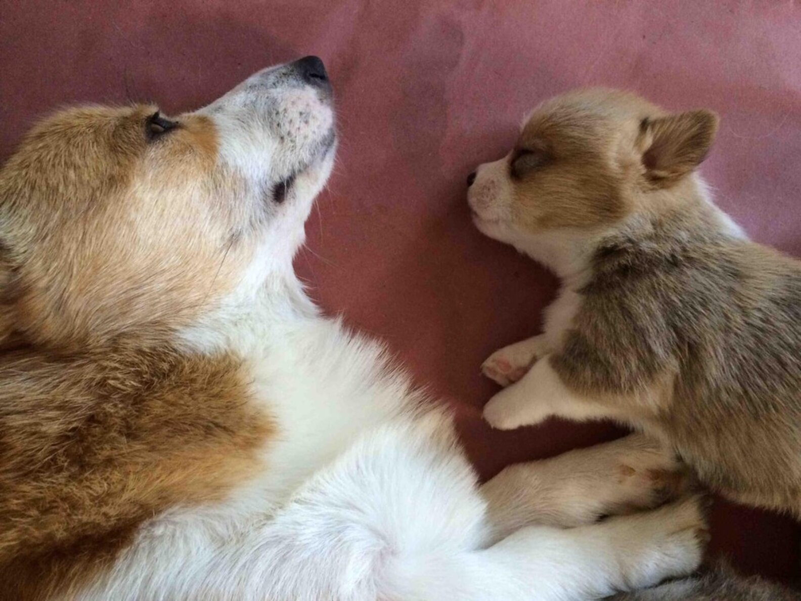21 Furry Babies Who Want To Grow Up To Be Just Like Mom - The Dodo