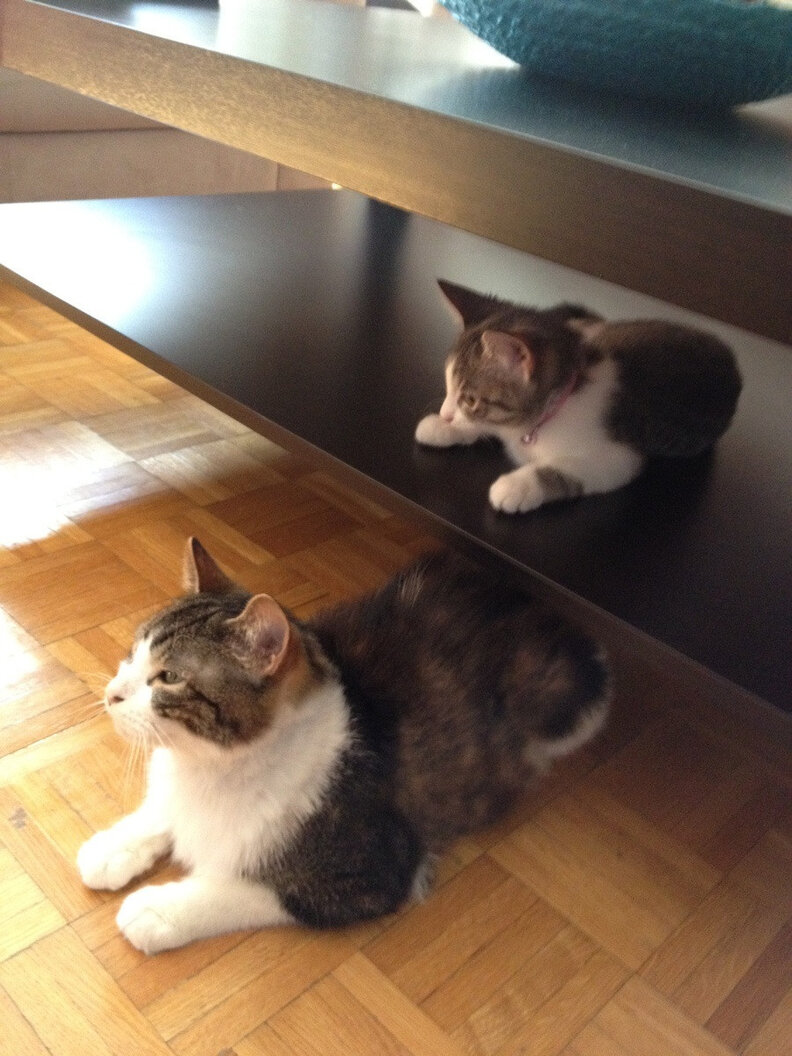 21 Furry Babies Who Want To Grow Up To Be Just Like Mom - The Dodo