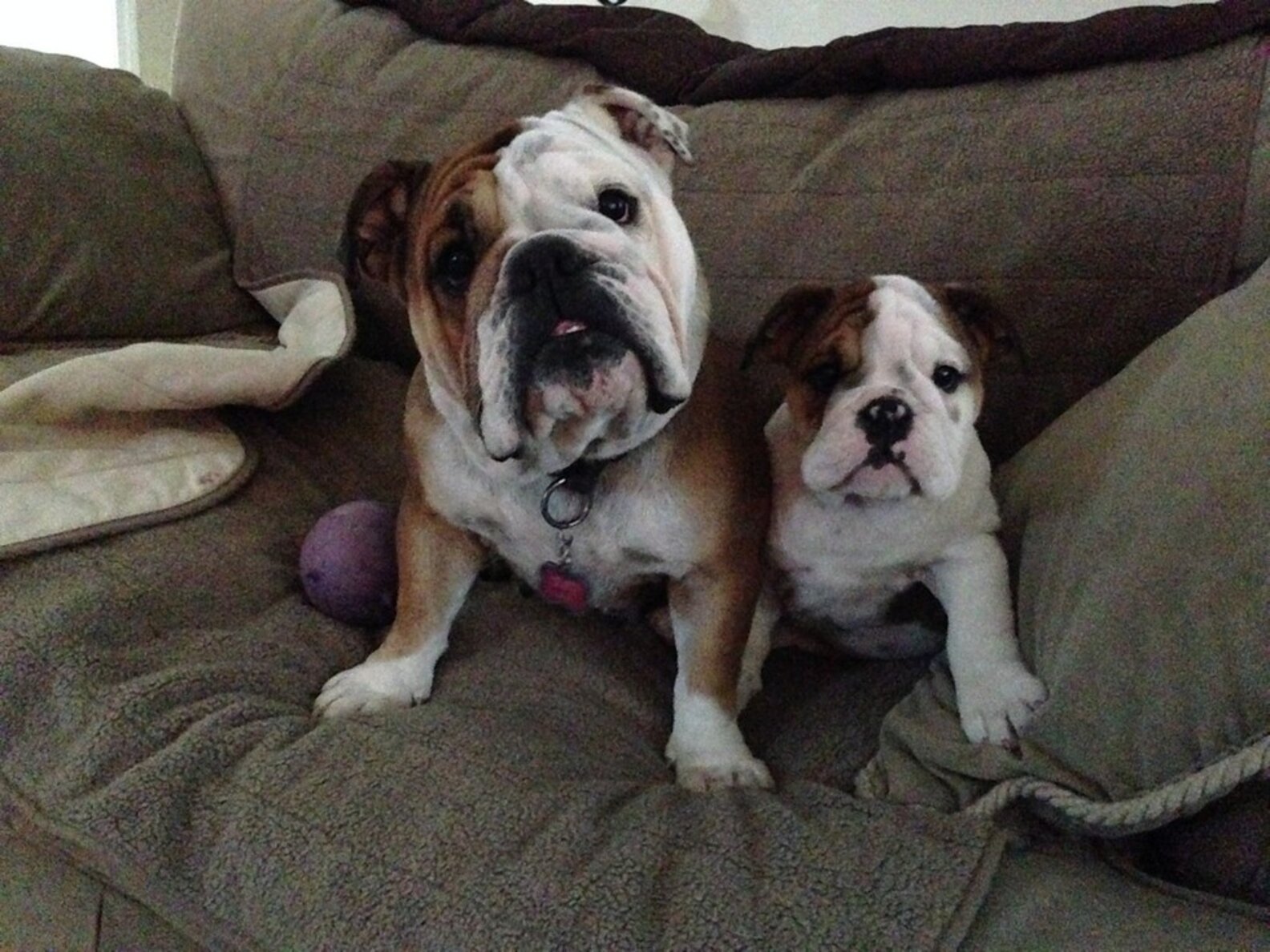 21 Furry Babies Who Want To Grow Up To Be Just Like Mom - The Dodo