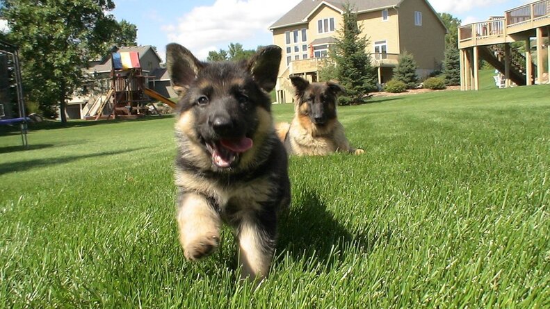 21 Furry Babies Who Want To Grow Up To Be Just Like Mom - The Dodo