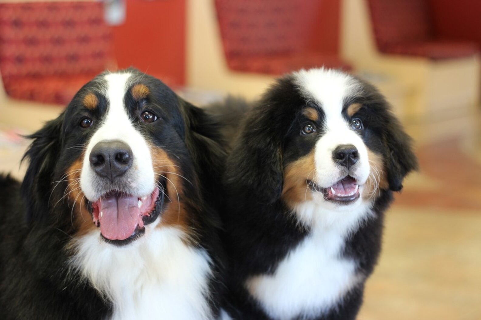 21 Furry Babies Who Want To Grow Up To Be Just Like Mom - The Dodo