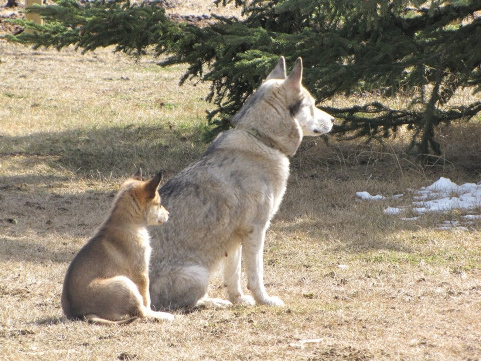 21 Furry Babies Who Want To Grow Up To Be Just Like Mom - The Dodo