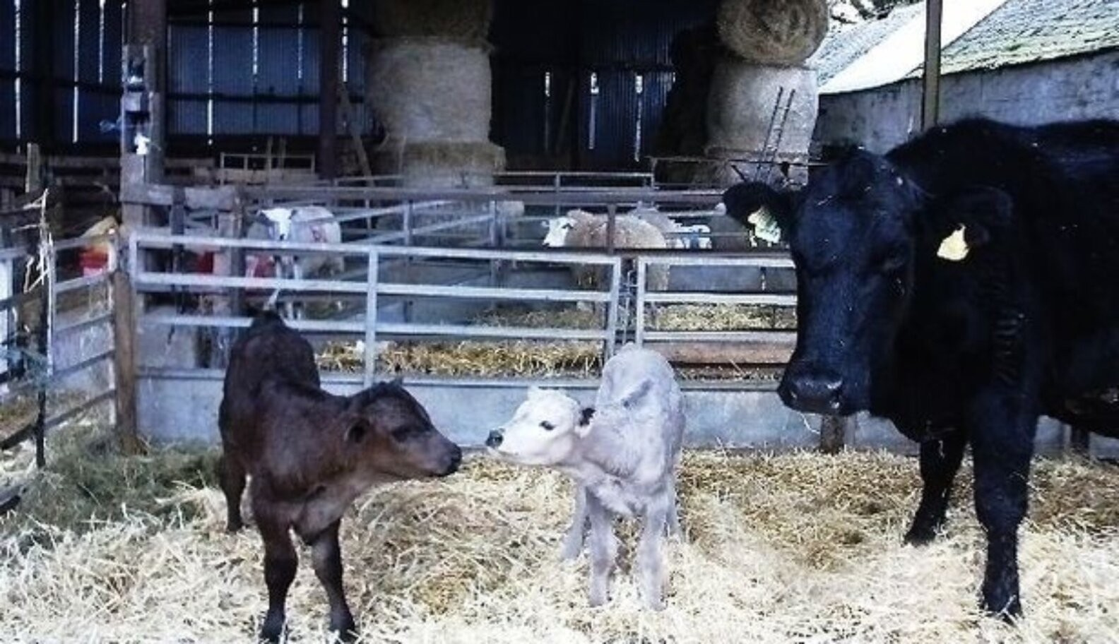 Two Baby Daddies, One Pregnancy: Cow Gives Birth To Rare Twins - The Dodo