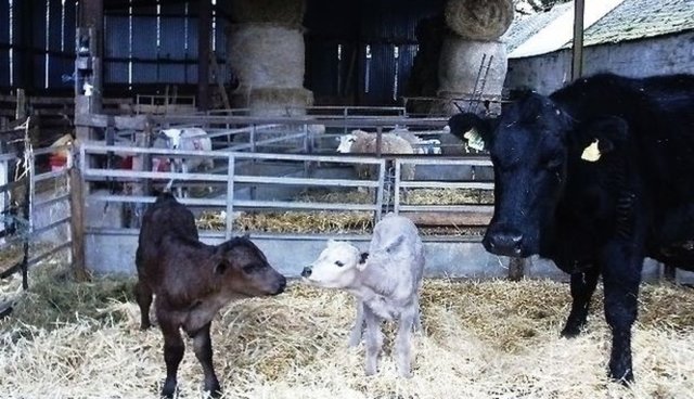 Two Baby Daddies, One Pregnancy: Cow Gives Birth To Rare Twins - The Dodo