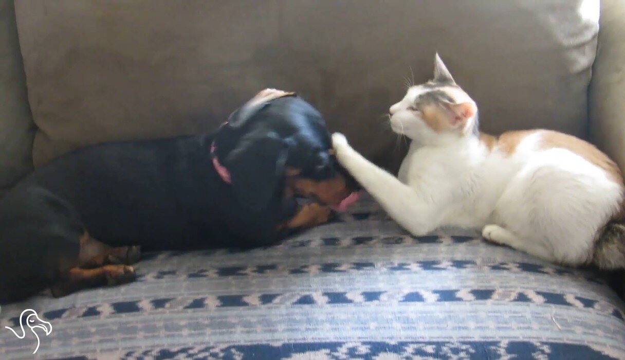 WATCH: Cats Who Have Had It Up To Here With The Dog - The Dodo