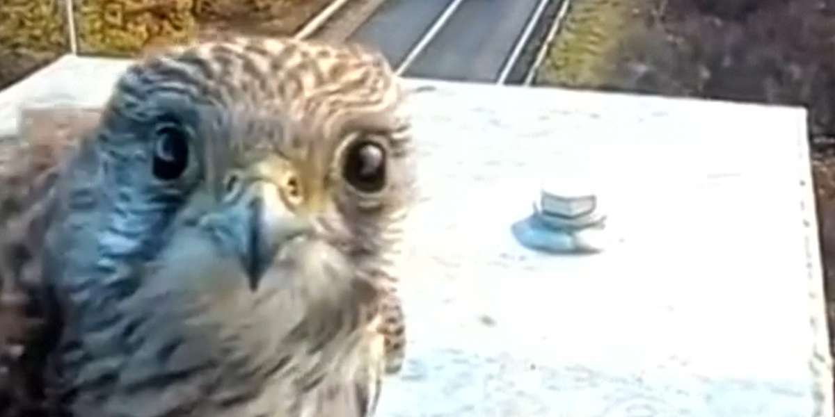 Falcon Is Obsessed With Her Reflection - Videos - The Dodo