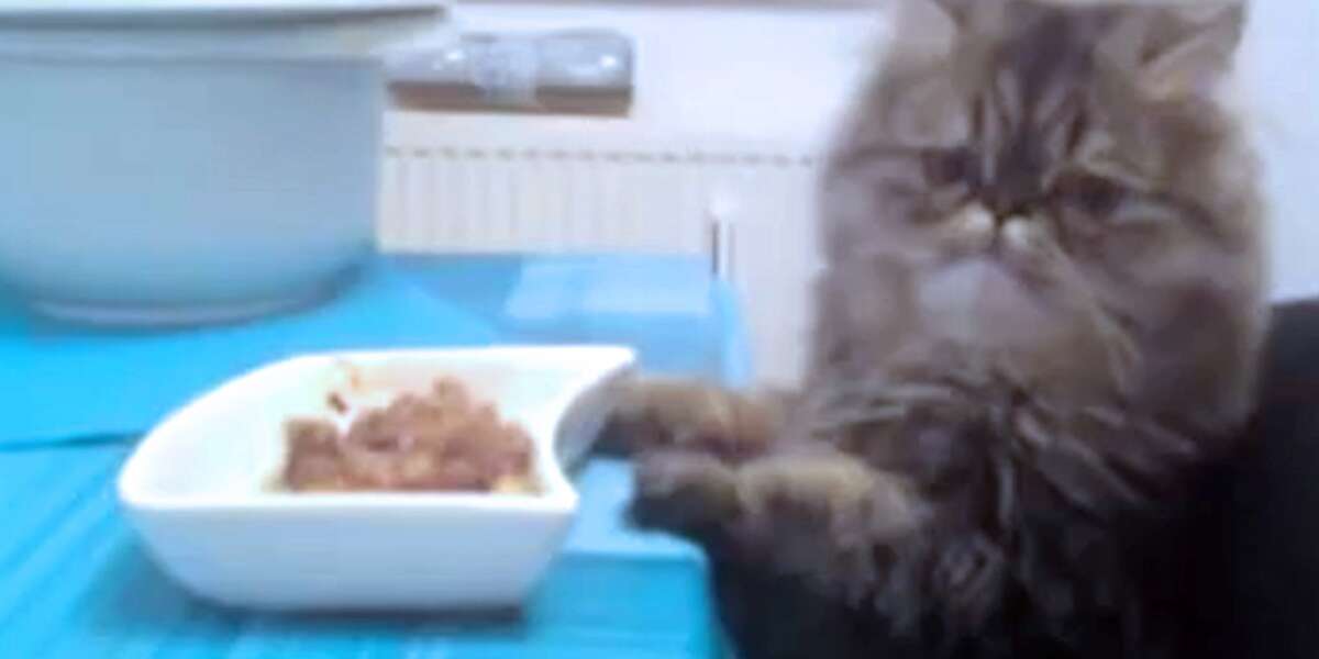 WATCH: Table Manners For Cats In 5 Easy Steps - The Dodo