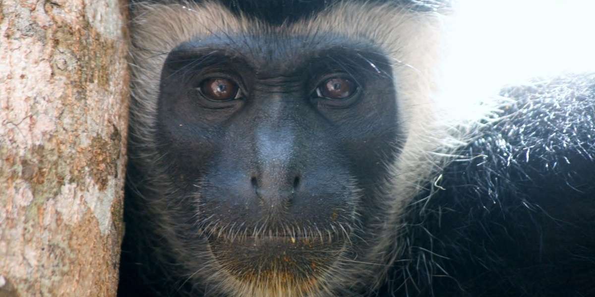 The Angolan Black And White Colobus monkey - The Dodo