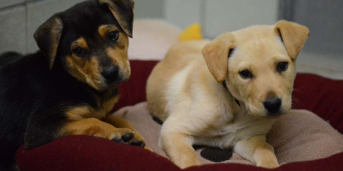 These 9 Fuzzy Puppies Were Thrown Out Like Trash - The Dodo