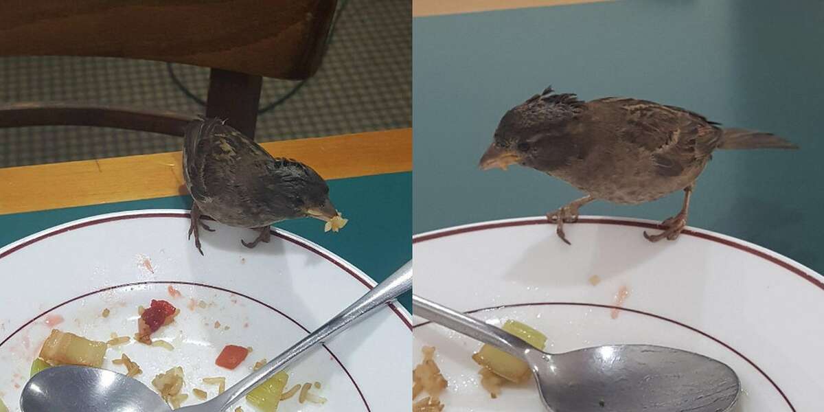 Bird Has Lunch With The Same Man Every Day - The Dodo