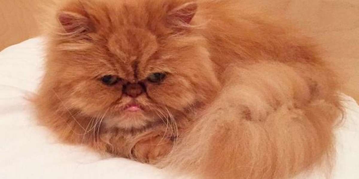 This Cat Has An Underbite ... And She's Perfect - The Dodo