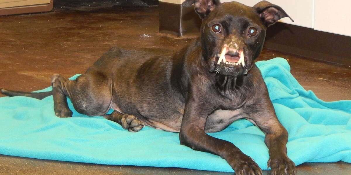 Abused Dog With Cut-Off Nose Completely Transformed By Surgery - The Dodo
