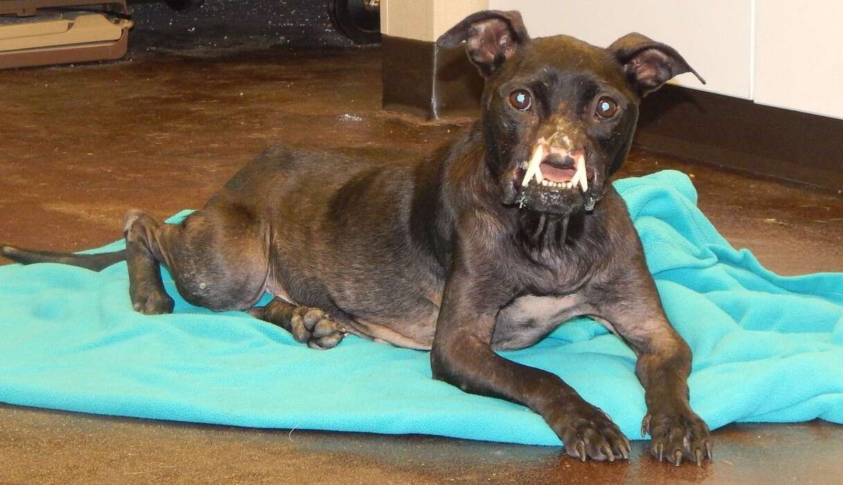 What Can I Put On My Dogs Scraped Nose